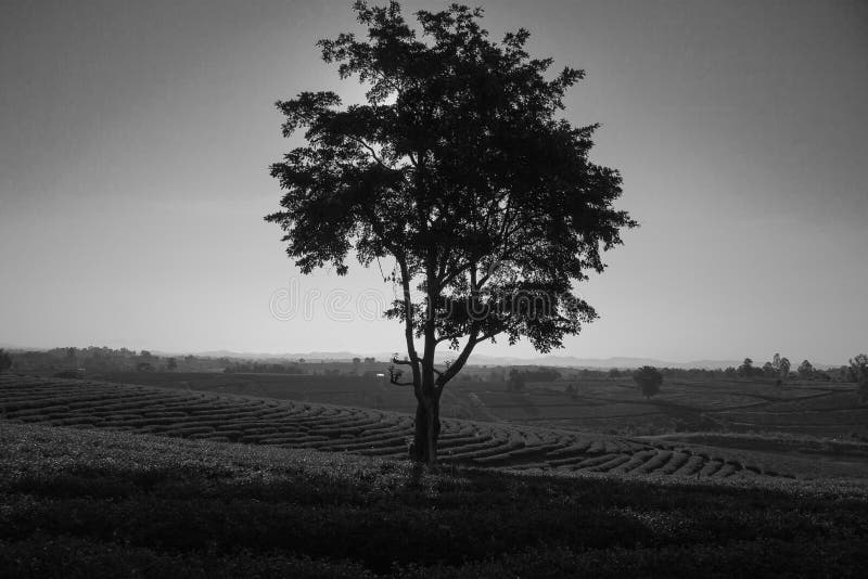 Alone Tree in Tea Plantation at Northern Thailand. Stock Image - Image ...