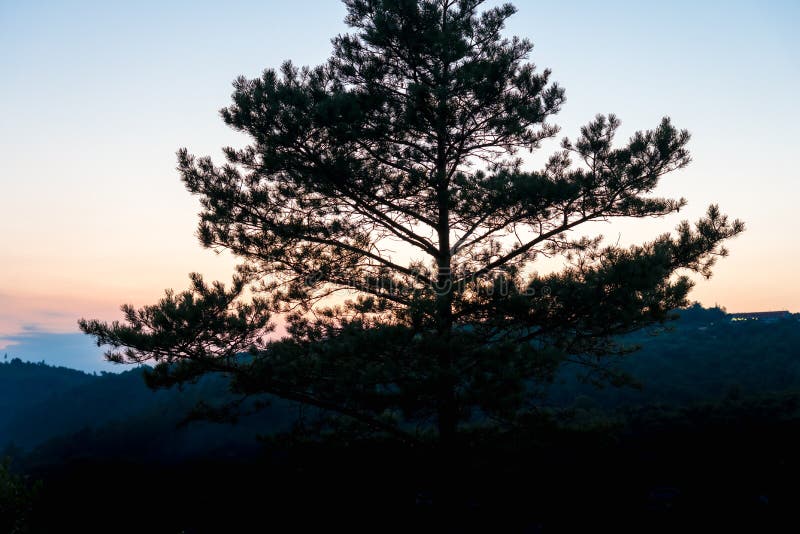 Alone Tree on a Top of Rock Stock Photo - Image of alone, outdoor ...
