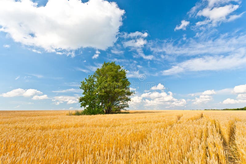 Alone tree in wheat field stock image. Image of golden - 25003187