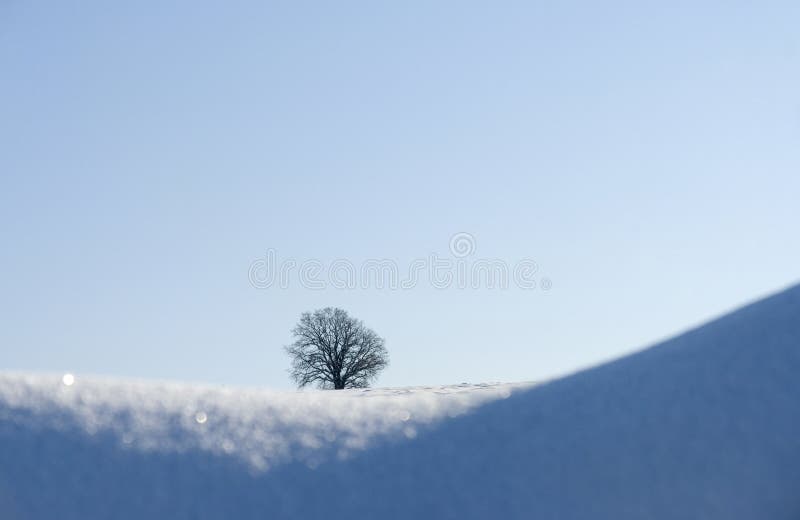 Alone tree in winter stock photo. Image of wintry, snow - 12281382