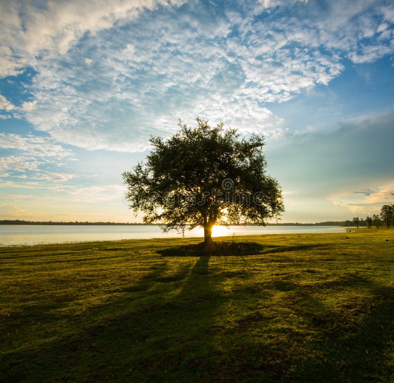 Alone Trees stock photo. Image of landscape, nature, australia - 1623646