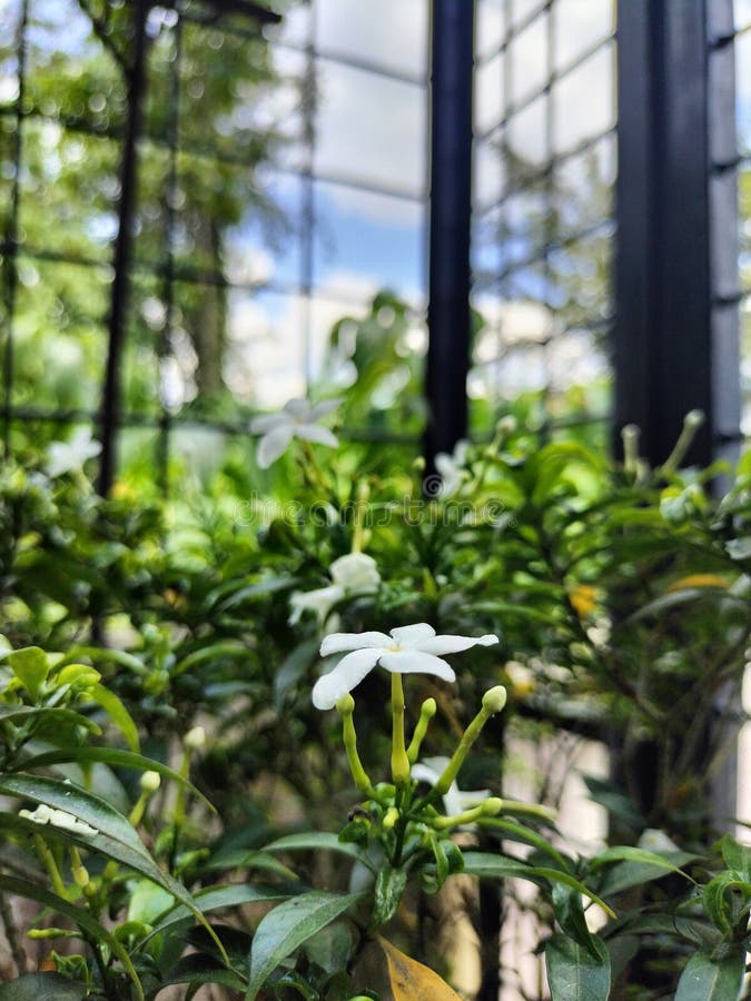 Alone White Flower in the Grage Stock Image - Image of plant, leaf ...