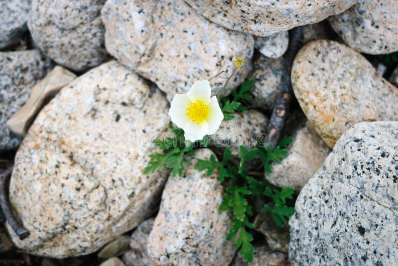 Alone White Poppy in Stones Stock Photo - Image of natural, detail ...