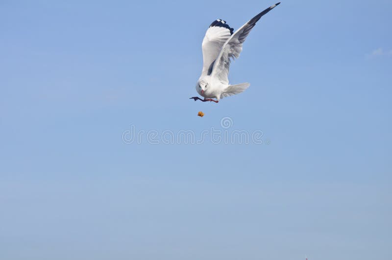 Alone White Seagull Catch Food in Blue Sky Stock Photo - Image of blue ...