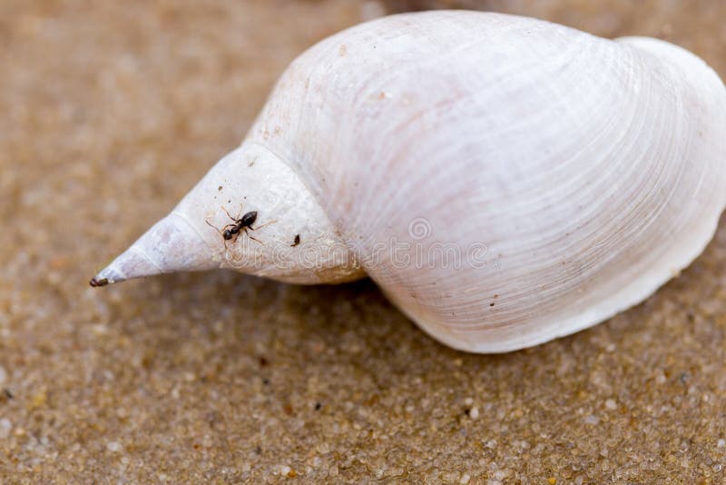Alone White Shell with an Ant on a Sand Beach. Close-up Stock Photo ...