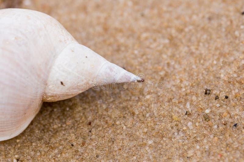 Alone White Shell on a Sand Beach. Close-up. Stock Image - Image of ...