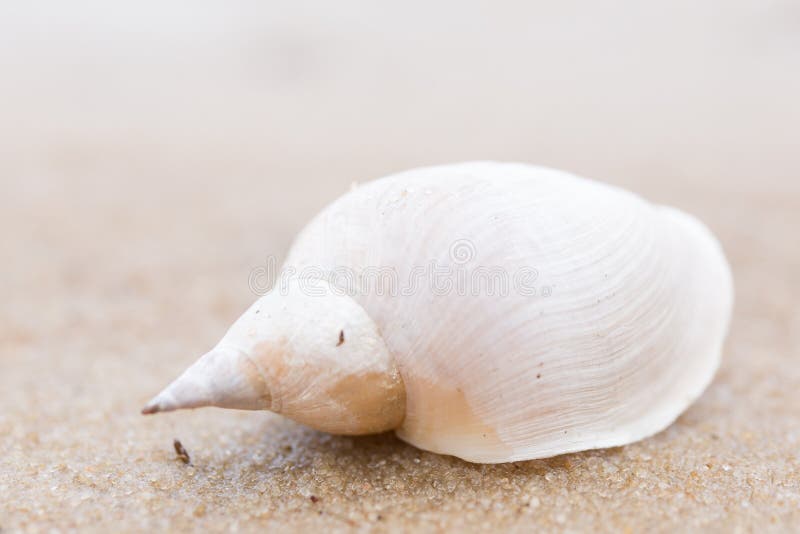 Alone White Shell on a Sand Beach. Close-up. Stock Photo - Image of ...