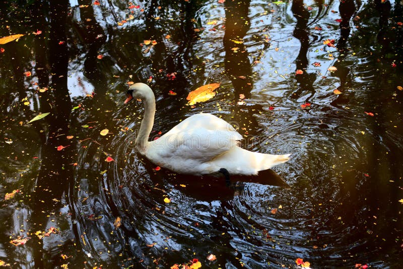 Alone white swan stock image. Image of light, calm, orange - 25466989