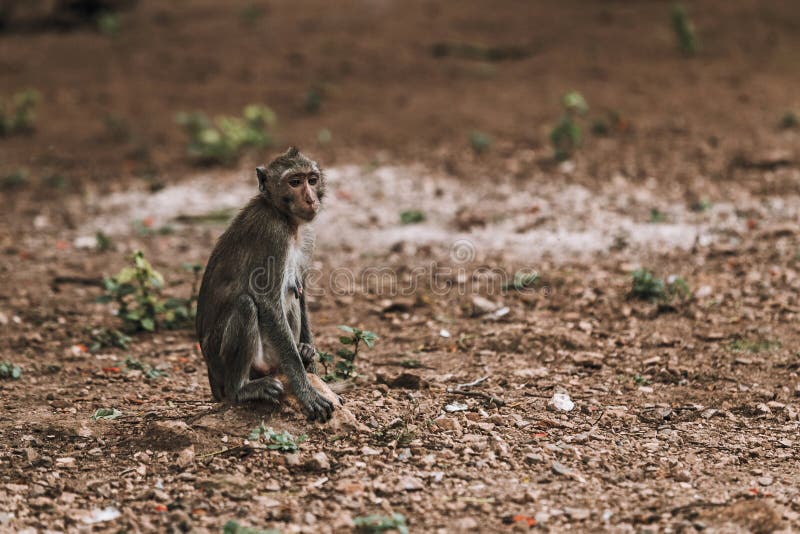Sad Monkey Stock Images - Download 4,479 Royalty Free Photos