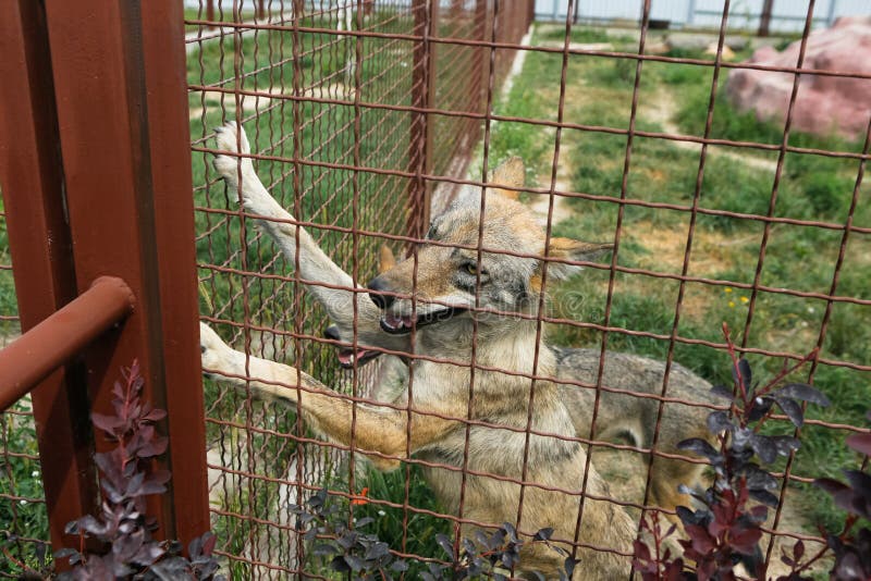 Alone Wolf in Captivity, Fence Stock Image - Image of wild, face: 87353005
