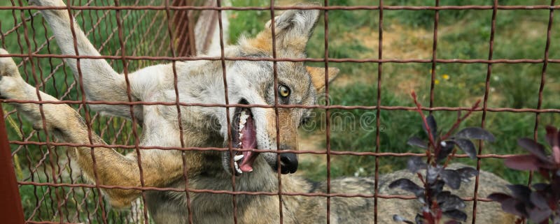 Alone Wolf in Captivity, Fence Stock Image - Image of wild, face: 87353005