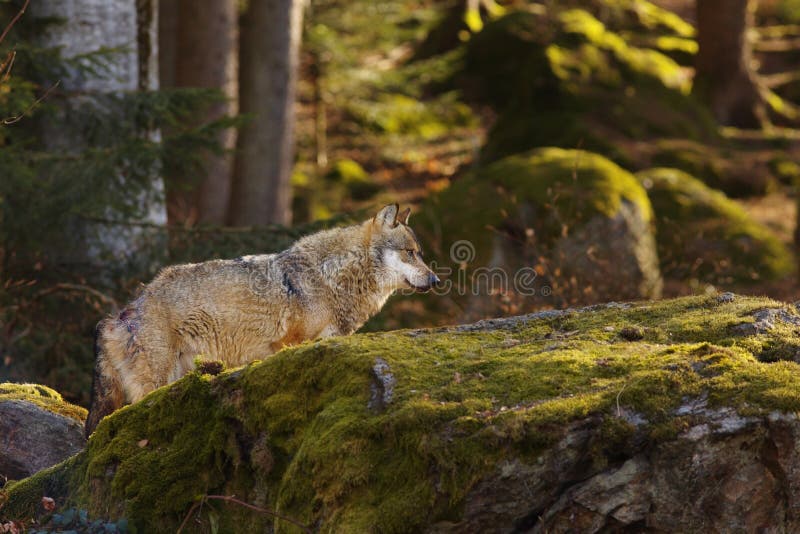 Wolf in the forest stock photo. Image of face, nature - 110202928