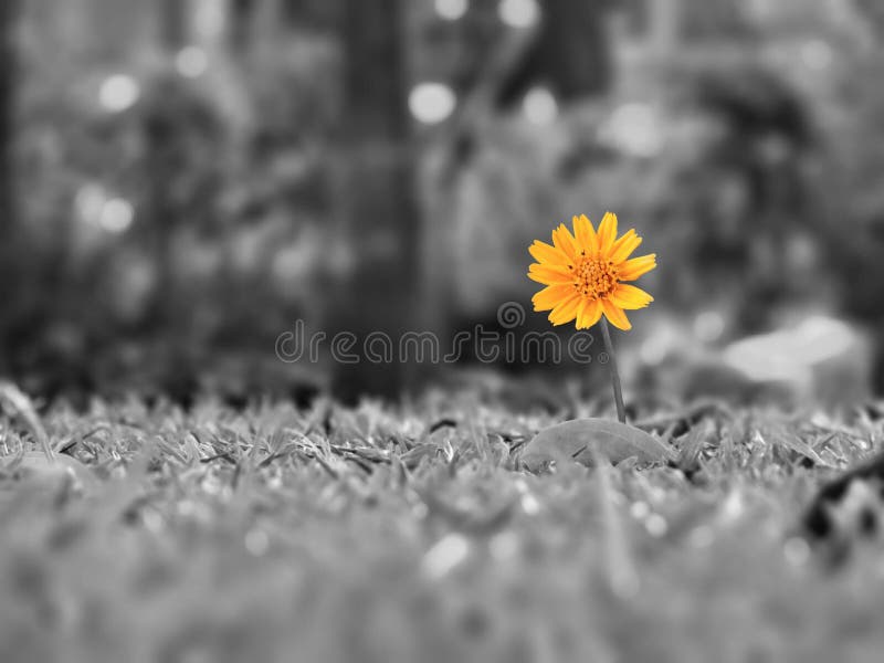 Alone yellow flower stock image. Image of alone, garden - 49722935