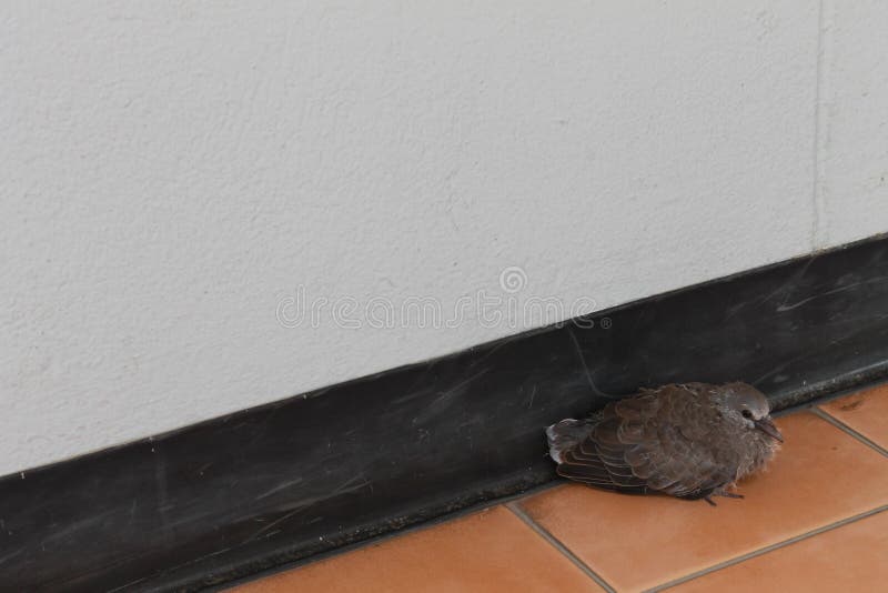 Alone Young Bird Sitting on Tiled Floor Stock Photo - Image of bird ...
