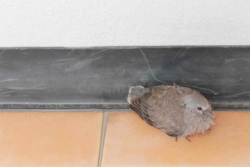 Alone Young Bird Sitting on Tiled Floor Stock Image - Image of side ...