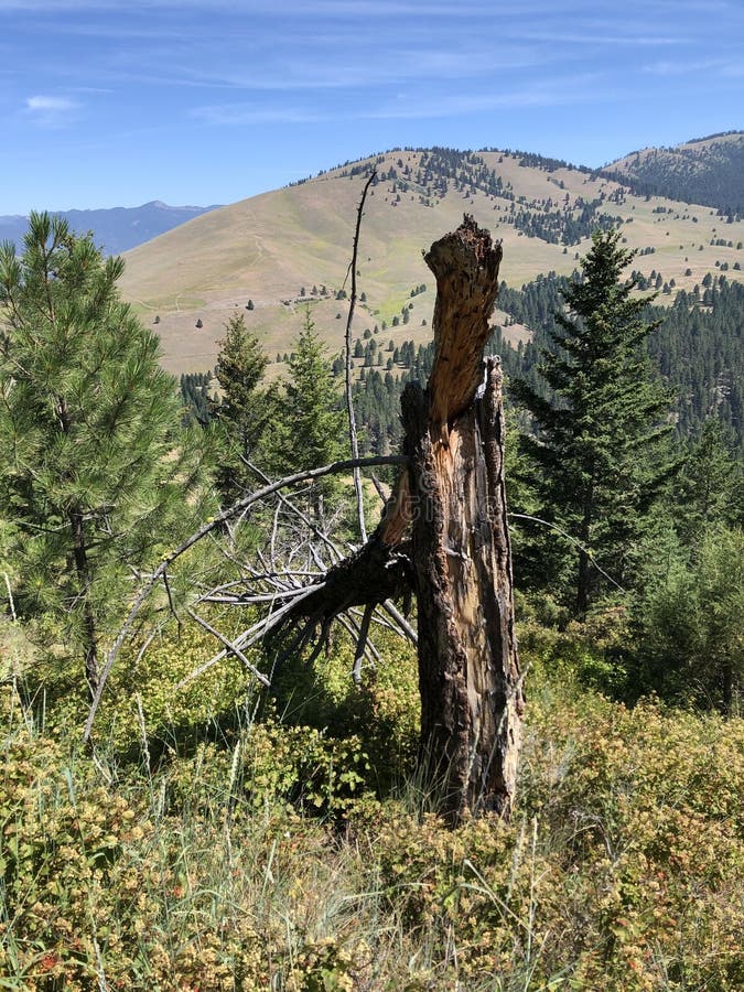 Fallen Tree Trunk and Branches Stock Photo - Image of adventure, calm ...