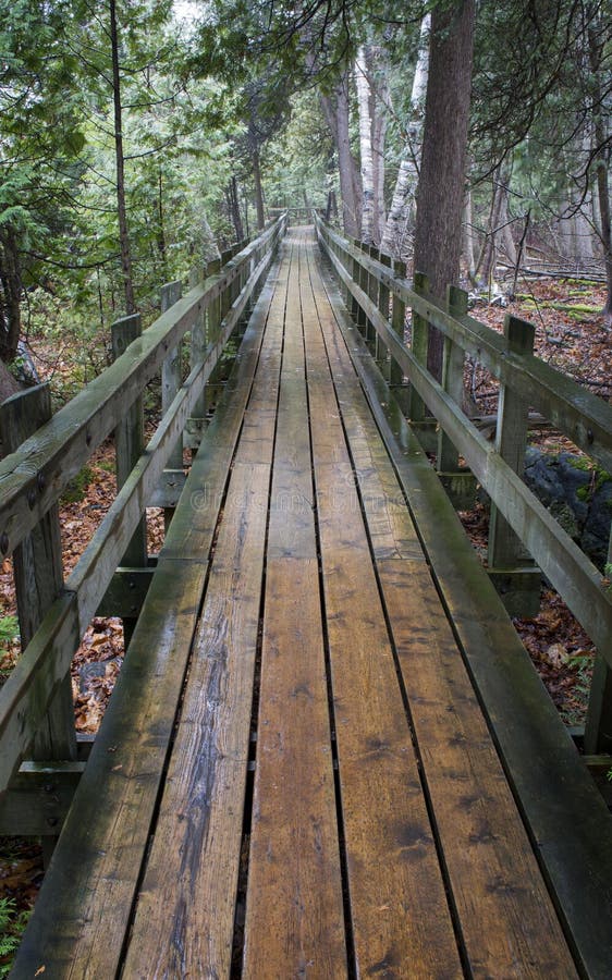 Along the forest boardwalk stock image. Image of leading - 203613609