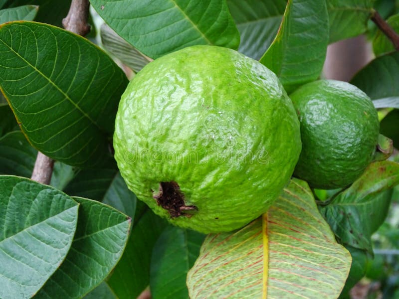 Along the Leaves of the Peruvian Tree. Fresh Along Stock Image - Image ...