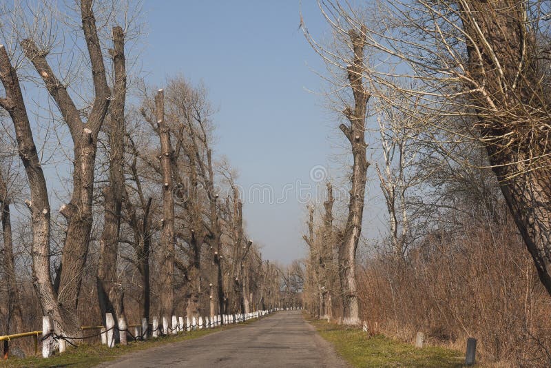 Along the Road There are Pruned Trees. Stock Photo - Image of sunlight ...