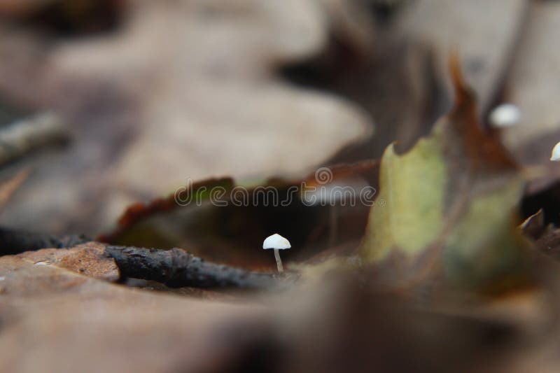 Along young mashroom stock image. Image of bright, grey - 101971133