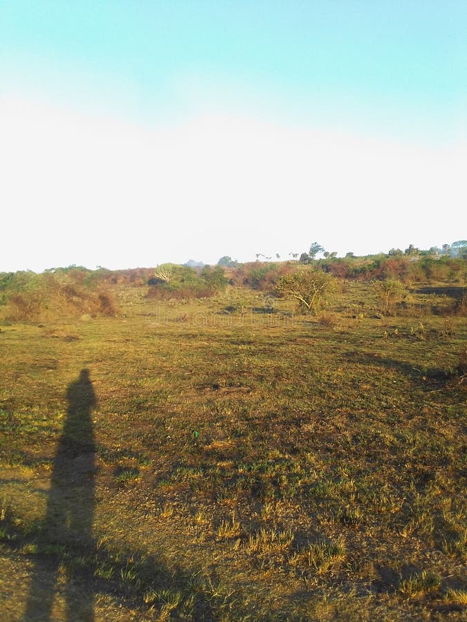 Aloof stock photo. Image of soil, plain, grassland, grass - 228508664