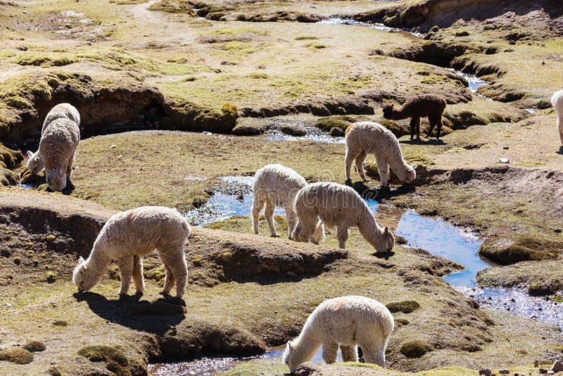 Aloofness стоковое изображение. изображение насчитывающей - 111372529