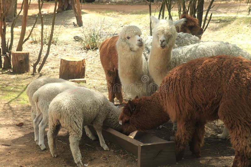 Aloofness стоковое фото. изображение насчитывающей битумного - 35093138