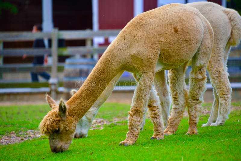 Aloofness стоковое фото. изображение насчитывающей пышный - 42652994
