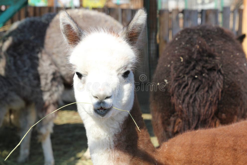 Aloofness стоковое изображение. изображение насчитывающей дом - 54950607