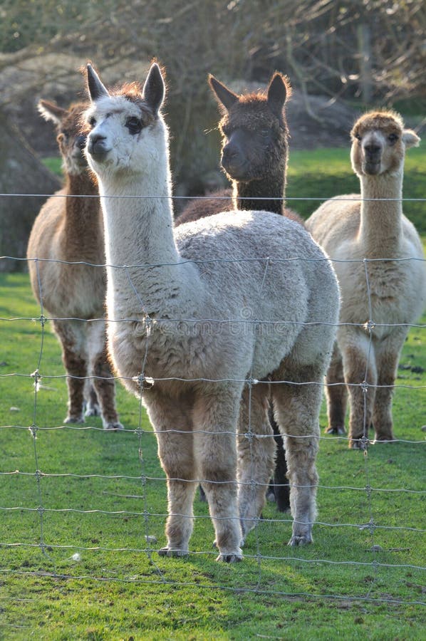 Aloofness стоковое изображение. изображение насчитывающей ново - 60527439