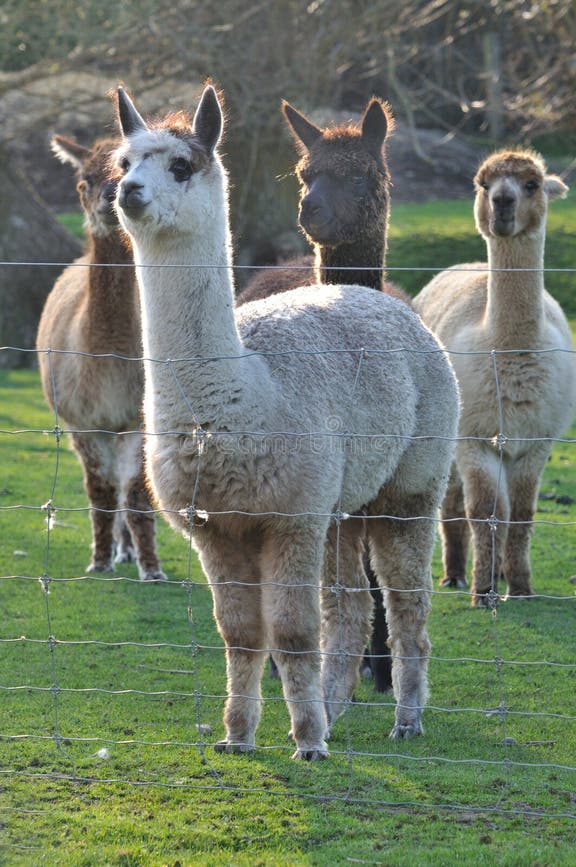 Aloofness стоковое изображение. изображение насчитывающей ново - 60527439