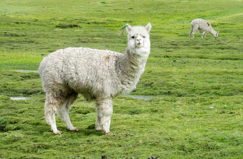 Aloofness стоковое фото. изображение насчитывающей курчаво - 77075702