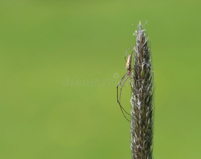 Alopecurus Pratensis (meadow Foxtail) Stock Image - Image of field ...