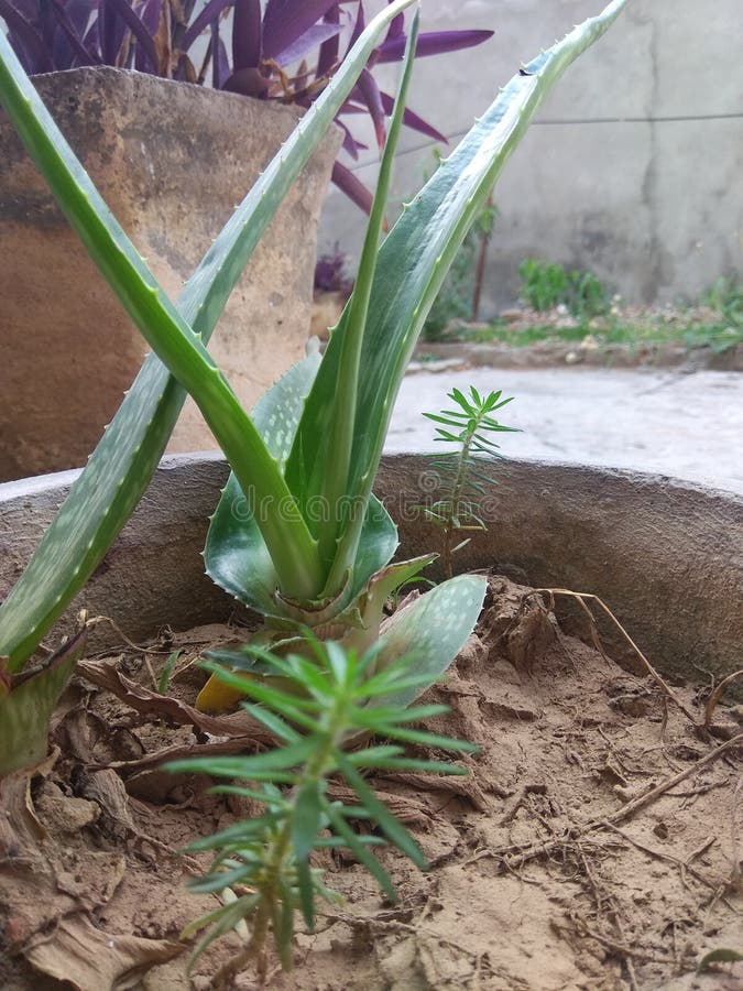 Alovera fotografering för bildbyråer. Bild av medicin - 113116351