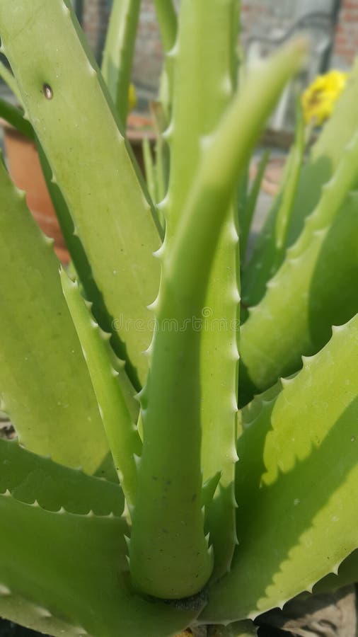 Flores de Alovera imagem de stock. Imagem de fundo, florescer - 17417817