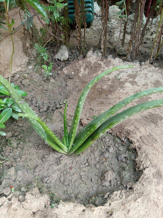 Alovera stock photo. Image of evergreen, plant, forest - 160877500