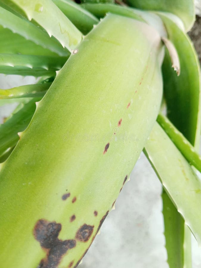 Alovera stock photo. Image of tree, petal, green, benefits - 254873622