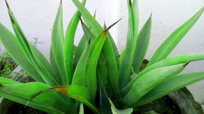 Alovera stock photo. Image of green, leafy, beautiful - 80605414
