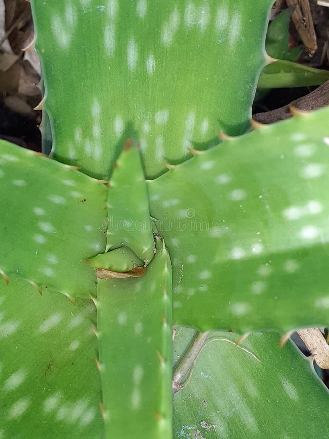 Alovera herb drink stock photo. Image of grass, tree - 211427416