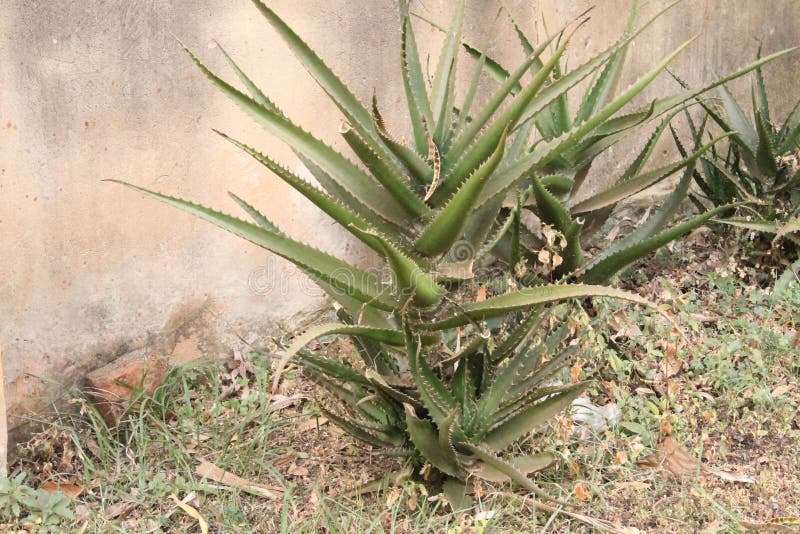 Alovera Herb for Treating More Than 100 Medical Problem Stock Photo ...