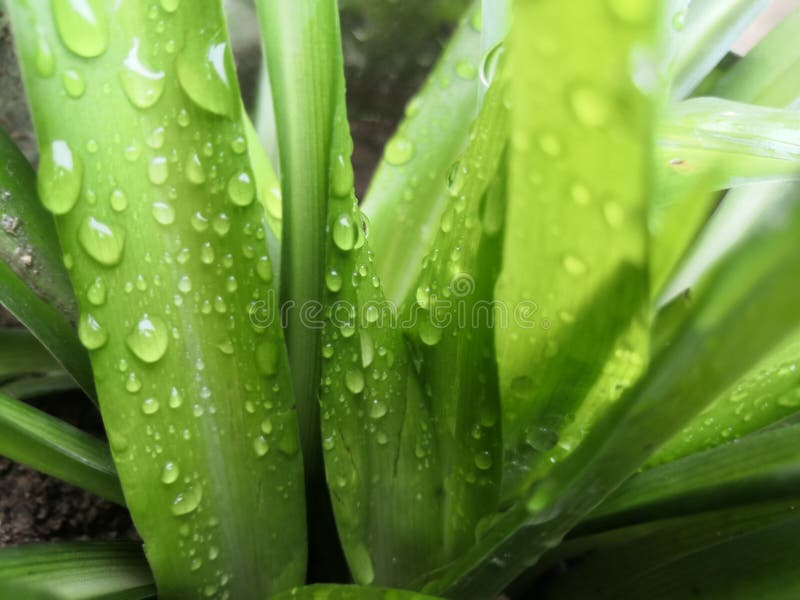 352 Alovera Stock Photos - Free & Royalty-Free Stock Photos from Dreamstime