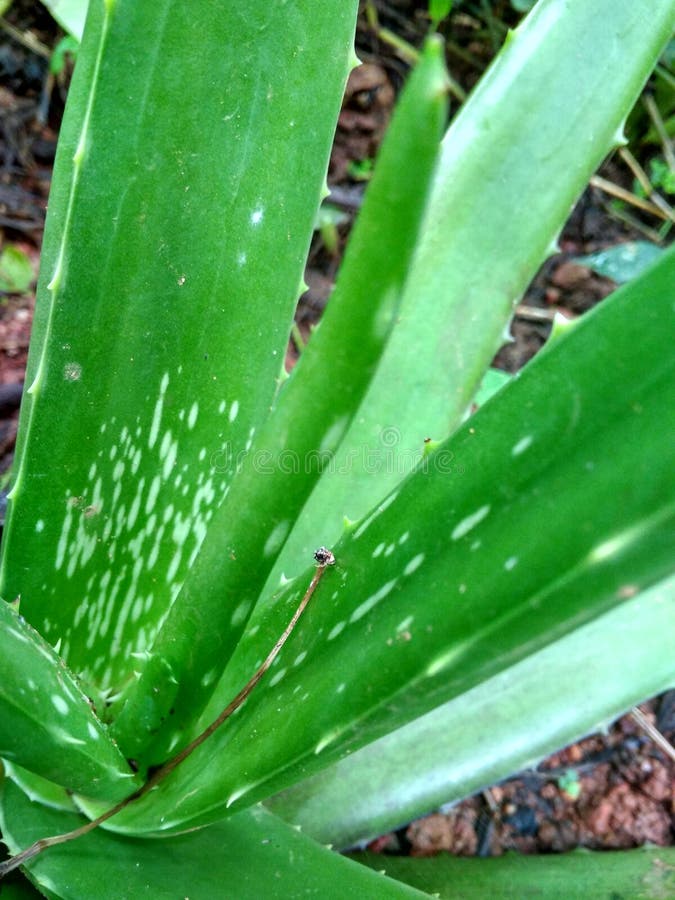 Alovera stock image. Image of asia, aloe, nature, agave - 100828377