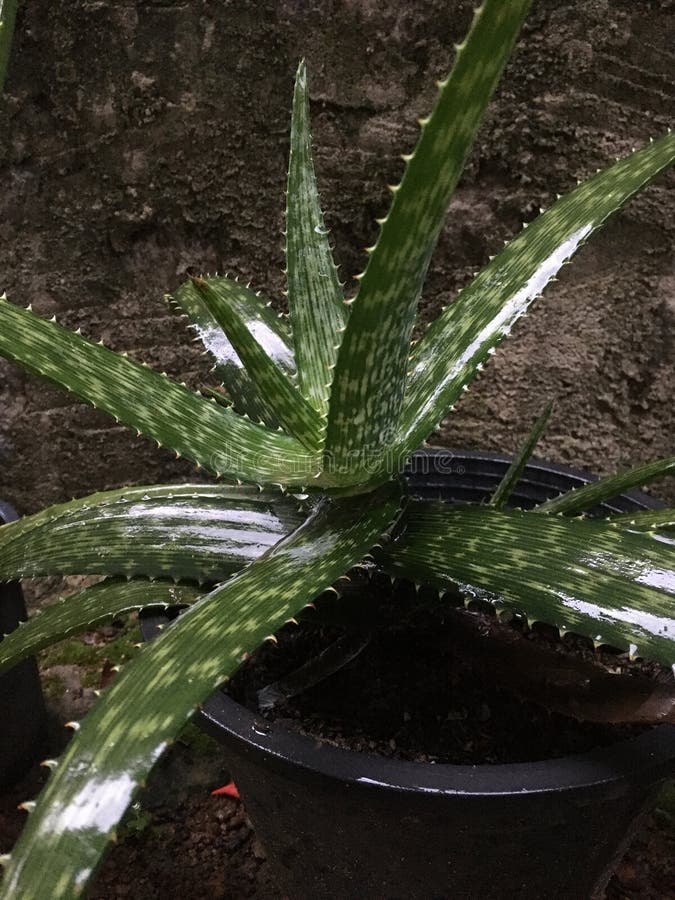 Alovera stock photo. Image of green, produce, jungle - 252141232