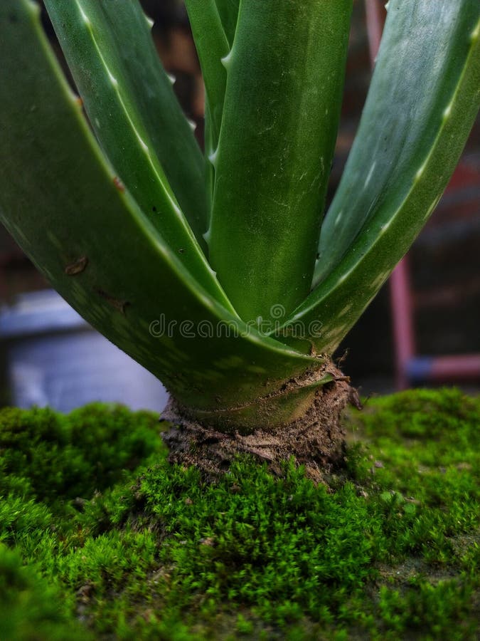 Alovera stock image. Image of green, flower, lawn, tree - 192397927