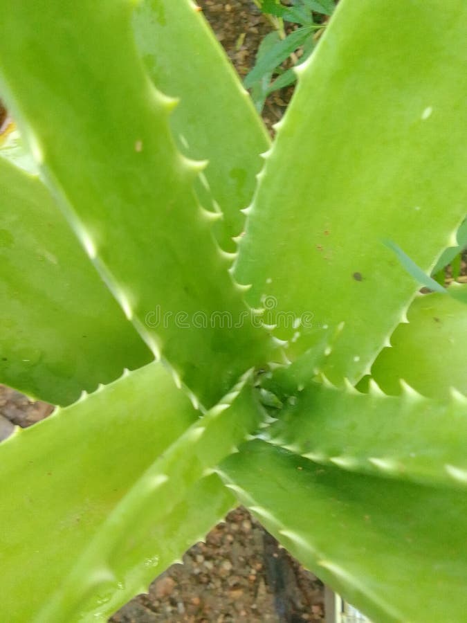 Alovera plant stock photo. Image of green, alovera, like - 231279102