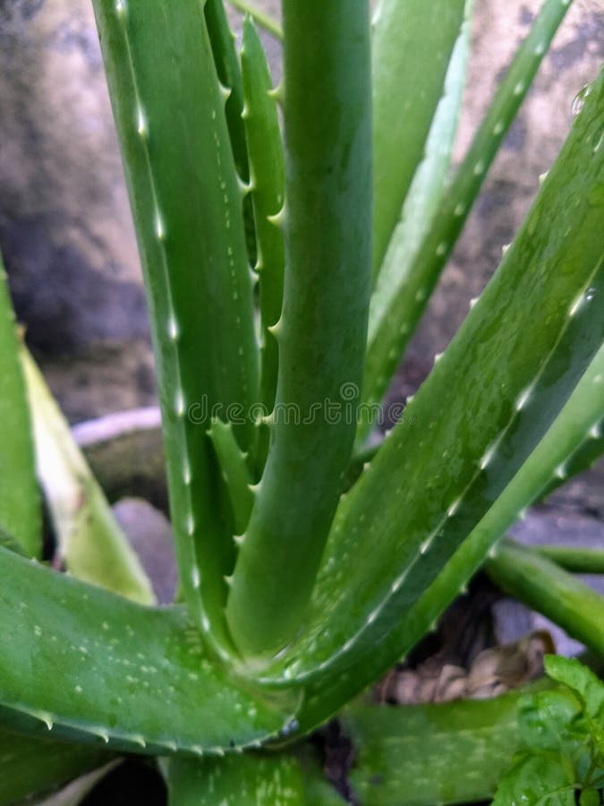 352 Alovera Stock Photos - Free & Royalty-Free Stock Photos from Dreamstime