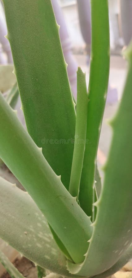 New Alovera Stock Photos - Free & Royalty-Free Stock Photos from Dreamstime