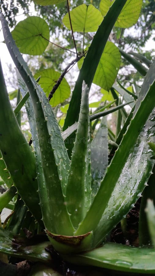 Alovera; Alovera Tree Images Stock Photo - Image of alovera, beautiful ...