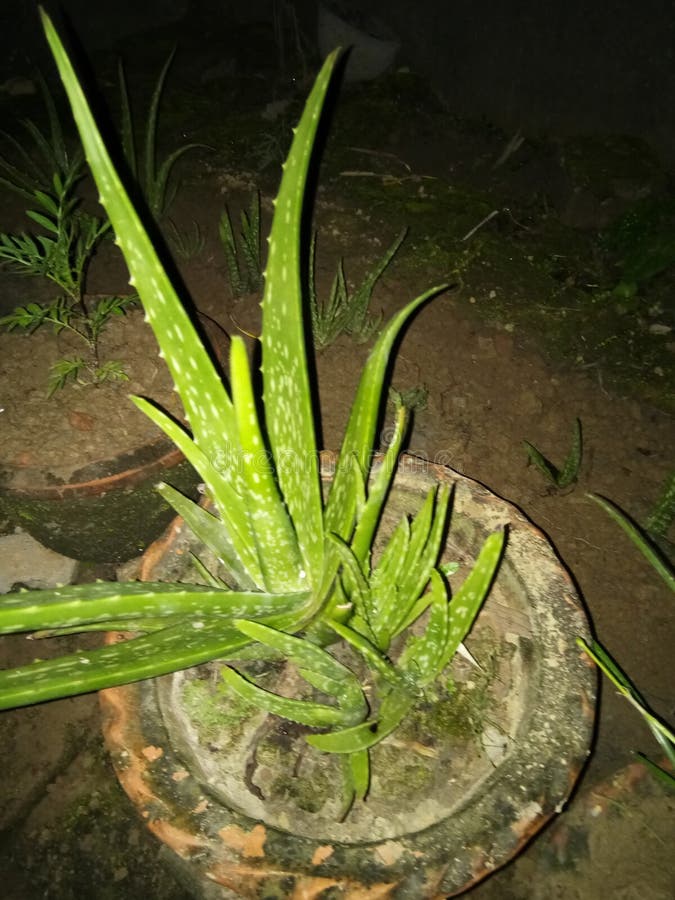 Alovera Tree at My Farm Cactus India Stock Image - Image of farm, tree ...