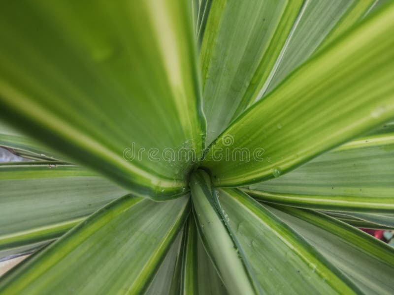 Alovera vertical complex stock photo. Image of alovera - 180658188